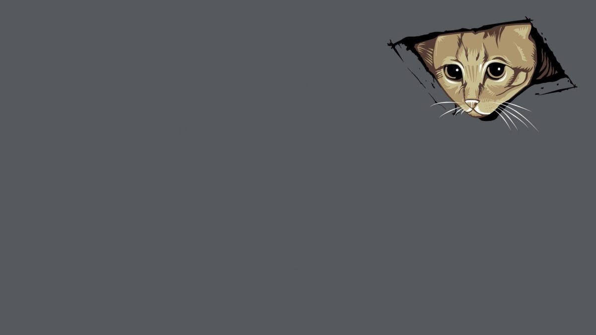 Ceiling cat meme wallpaper 4575