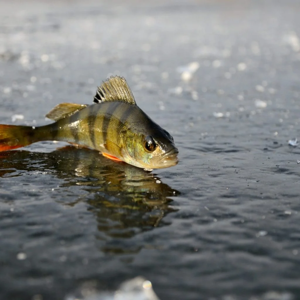 58+ Bass Fishing Wallpaper HD