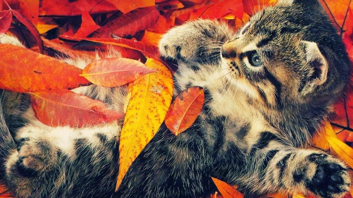 58+ Cute Fall Wallpaper Backgrounds