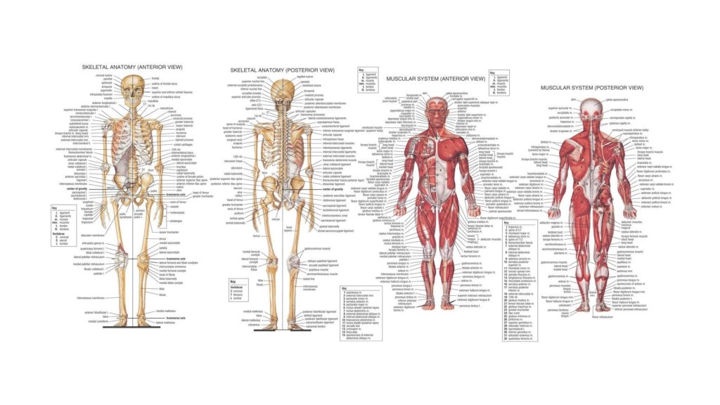 58+ Anatomy Wallpaper HD