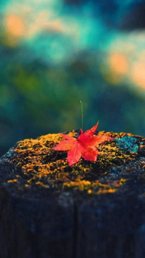 Maple leaf cellphone wallpaper lock screen, Fall, Autumn leaves, moss ...