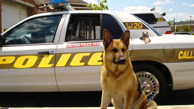 57+ Sheepdog Police