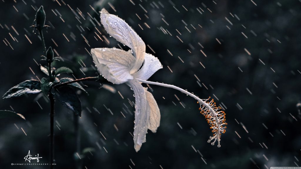 45+ 4K Rain
