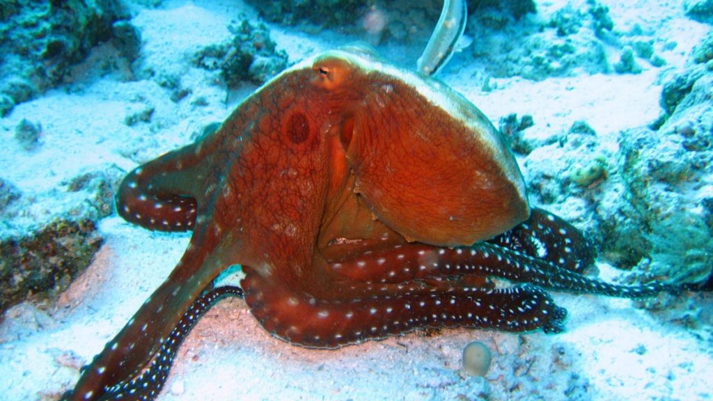 Octopus Tag – Ocean Sea Underwater Octopus Sealife Fish Tank ...