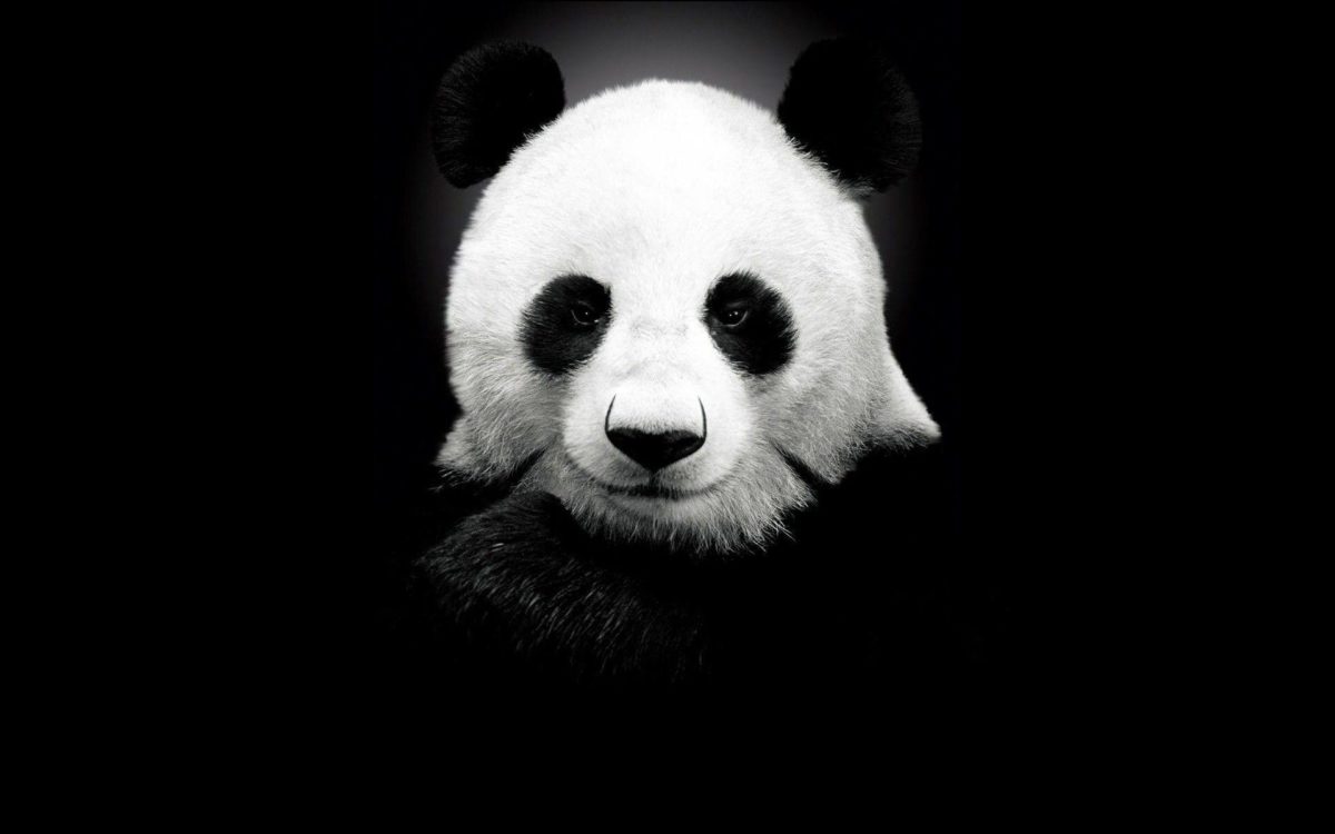 47+ Cute Panda Background