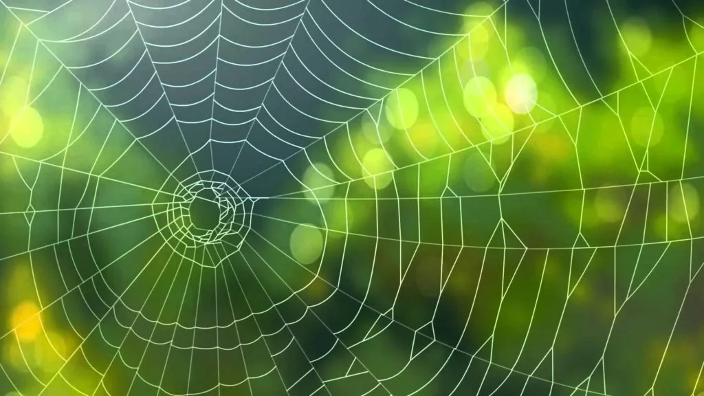 33+ Spider Web Backgrounds
