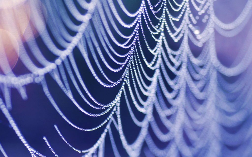 33+ Spider Web Backgrounds