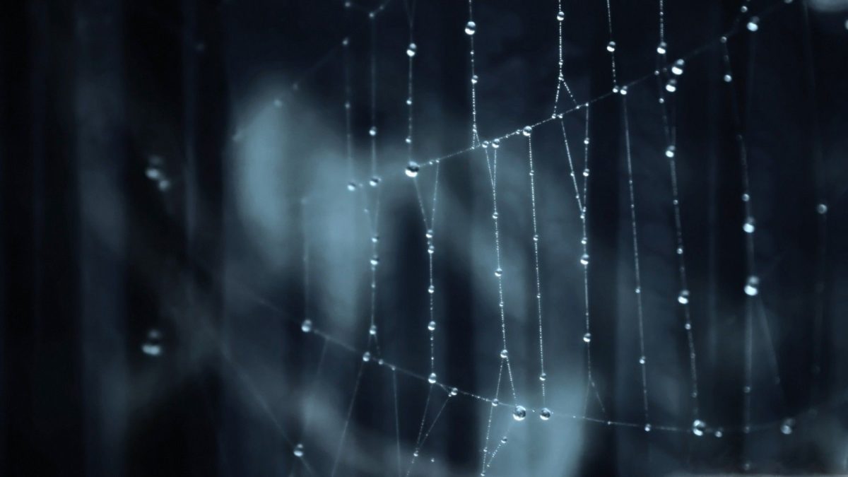 33+ Spider Web Backgrounds