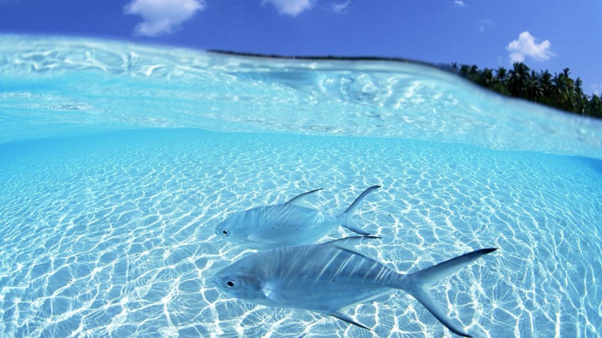 52+ Live Wallpapers for Hp Laptop