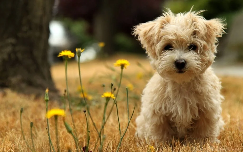 71+ Cute HD Wallpapers for Desktop
