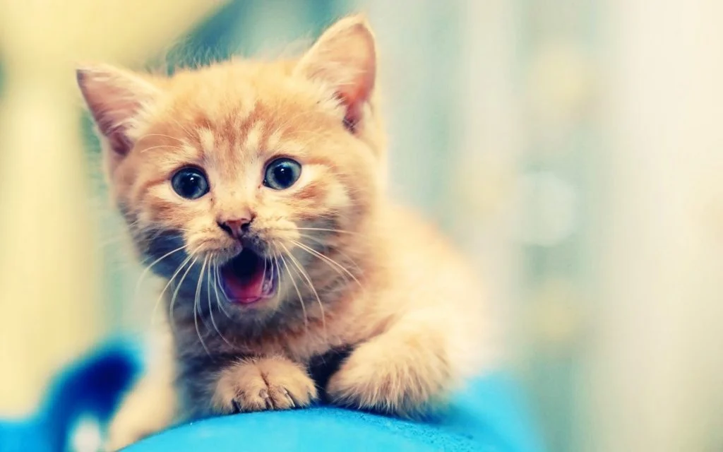 71+ Cute HD Wallpapers for Desktop