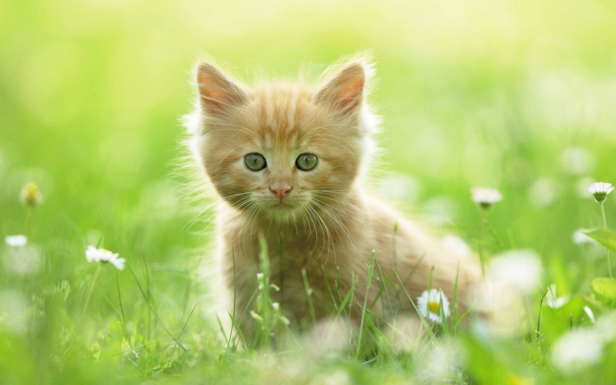 71+ Cute HD Wallpapers for Desktop