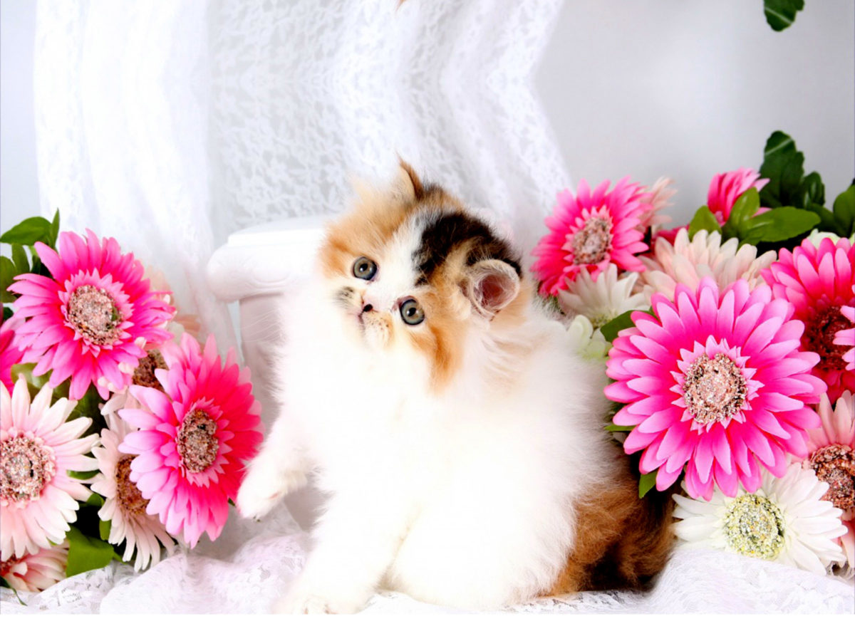 71+ Cute HD Wallpapers for Desktop