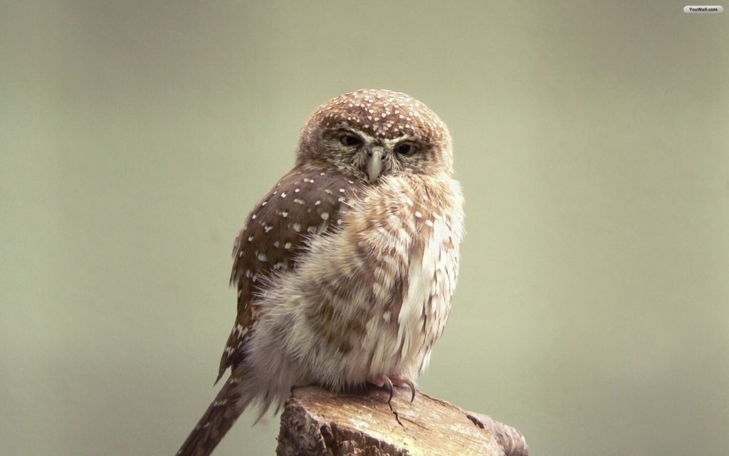 Little Weird Owl Wallpaper