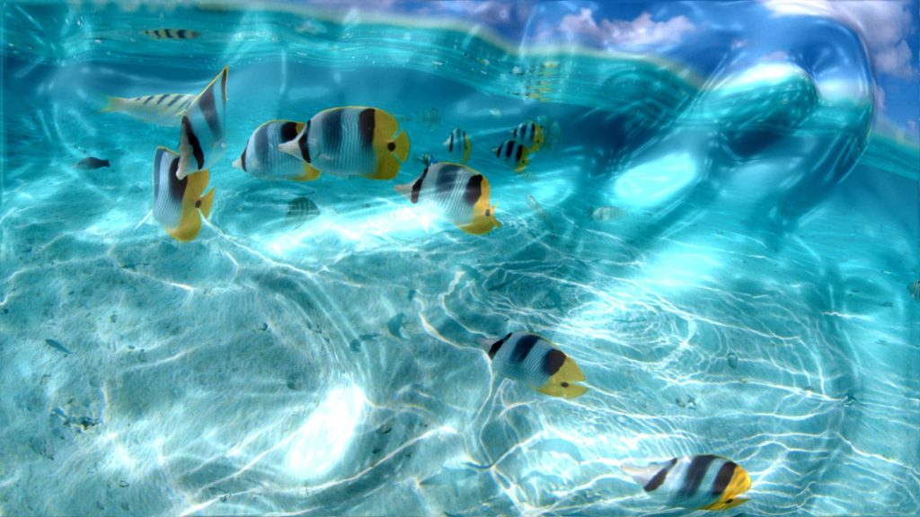 51+ Live Wallpaper Screensavers