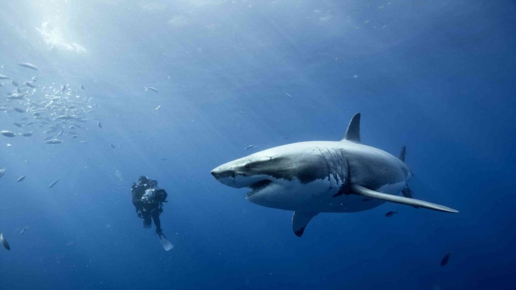 49+ Scuba Diving Wallpaper High Resolution