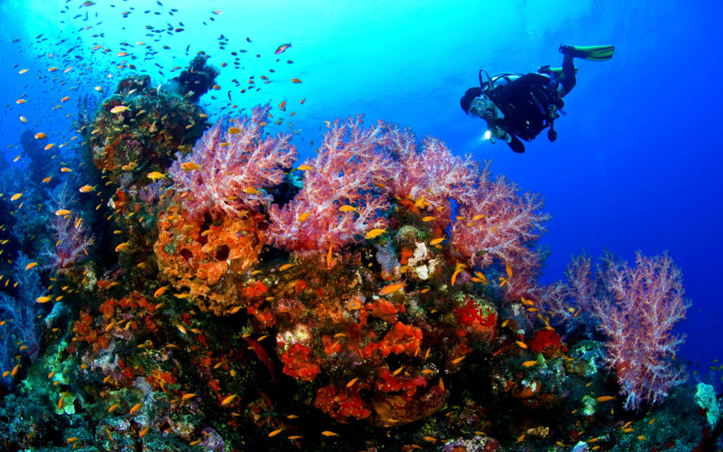 49+ Scuba Diving Wallpaper High Resolution