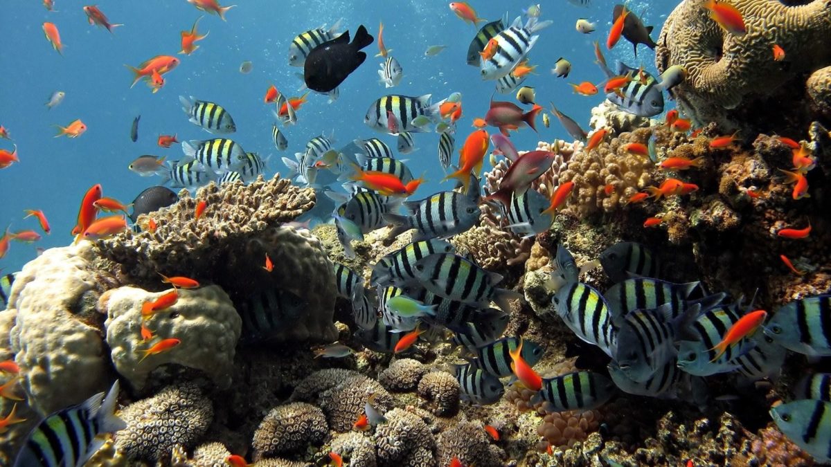 49+ Scuba Diving Wallpaper High Resolution