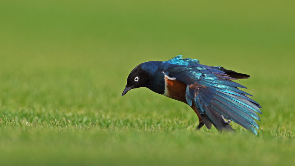 35+ Superb Wallpapers for Desktop