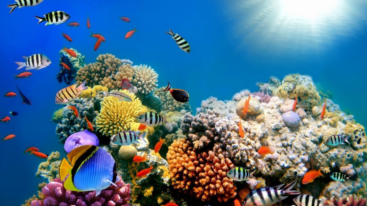 50+ Sea Creatures