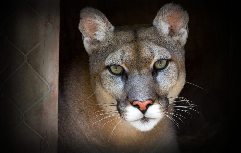 55+ Pumas
