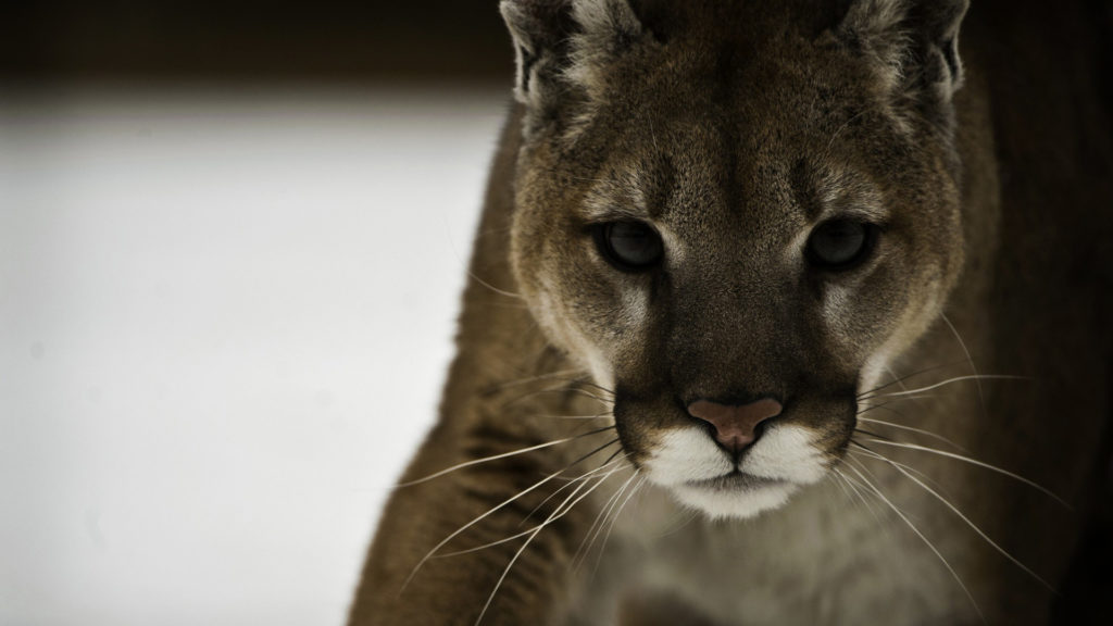 55+ Pumas